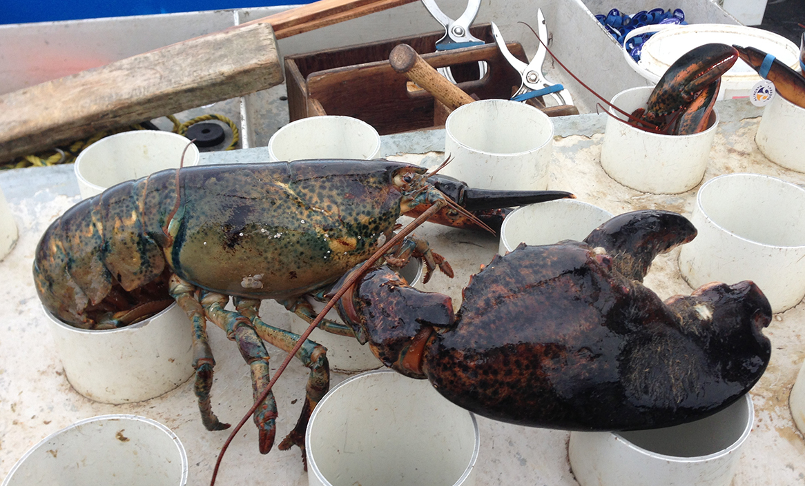 Excursions Maritimes – Cultures du Large