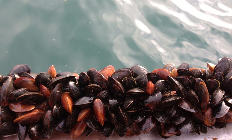 Moules – Cultures du Large
